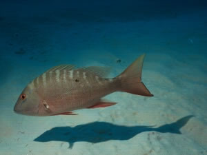 Mutton Snapper